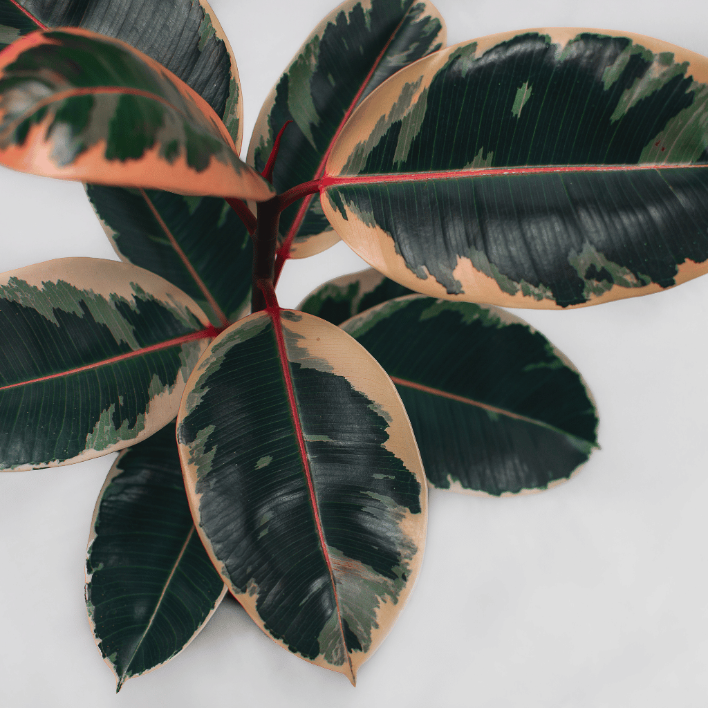 Rubber Plant – Green Memento