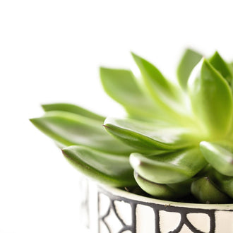 Green Memento