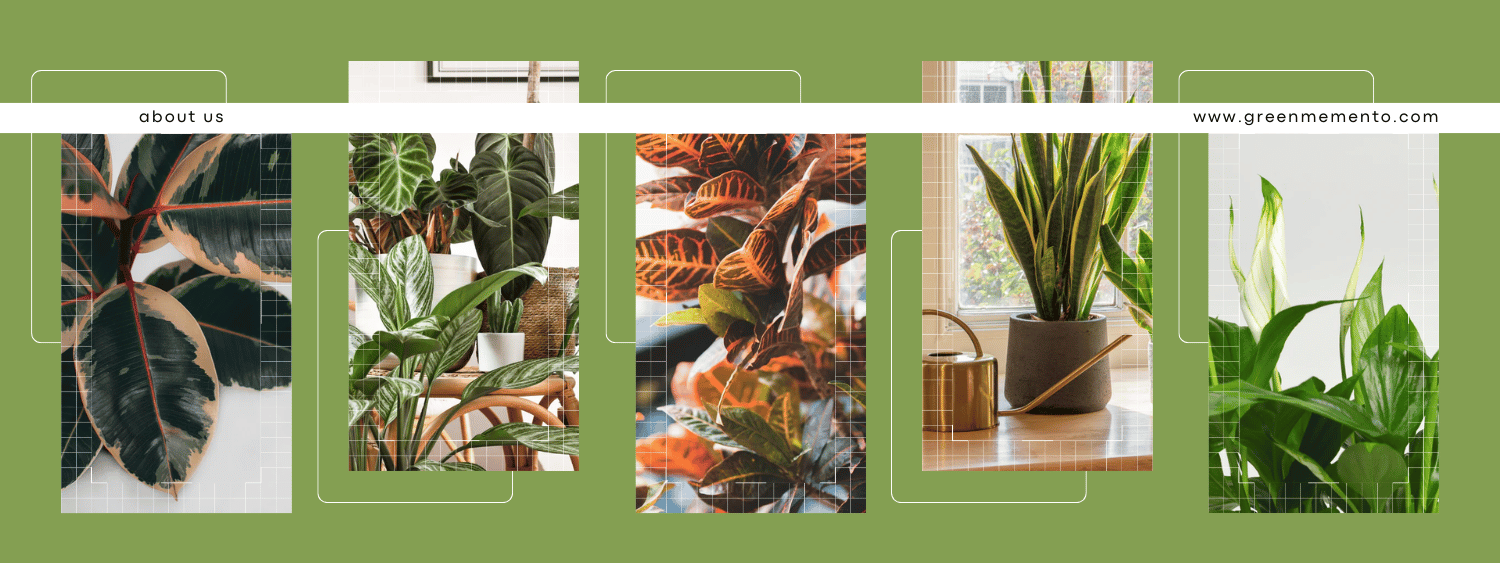 About Green Memento | Live Indoor Houseplant Shop