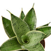 Starlight Snake Plant - Vibrant, Low-Maintenance Sansevieria for You ...