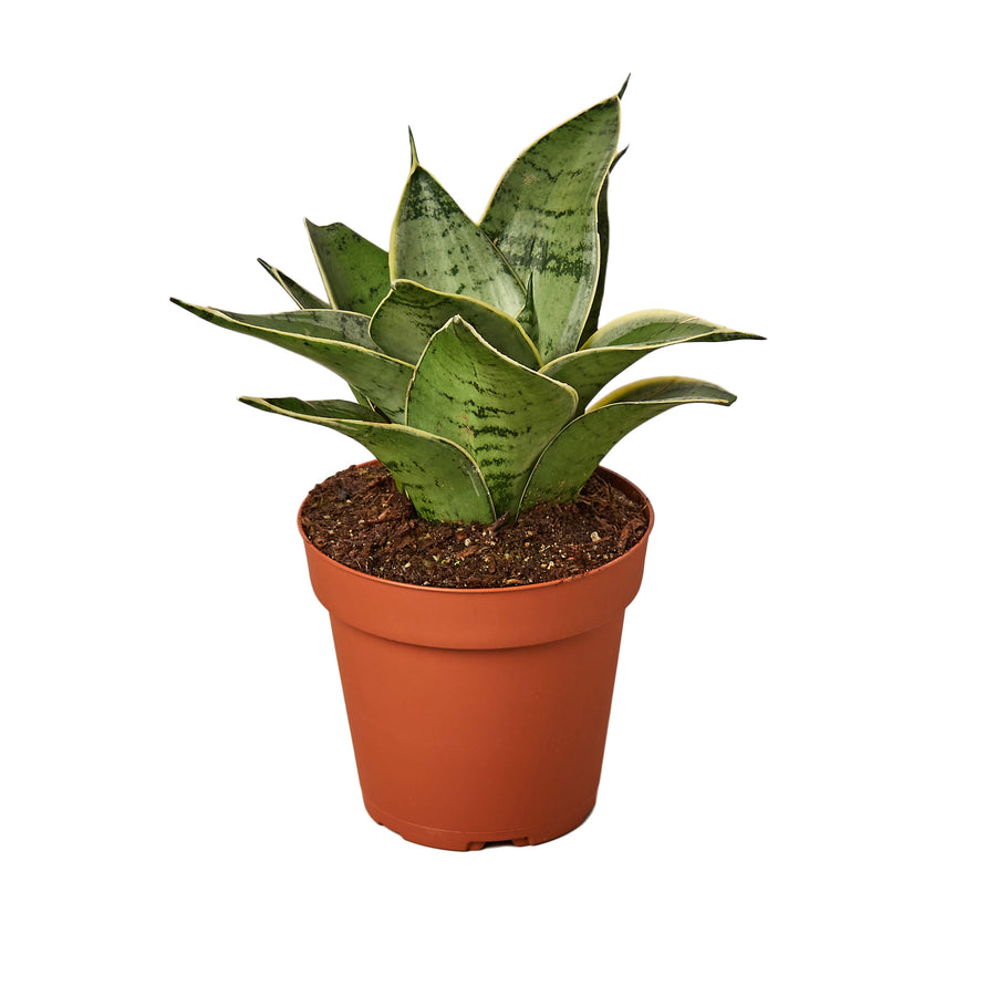 Snake Plant - Starlight – Green Memento